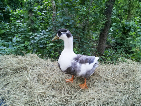 Swedish Ducks – Stellar Game Birds, Poultry Waterfowl LLC
