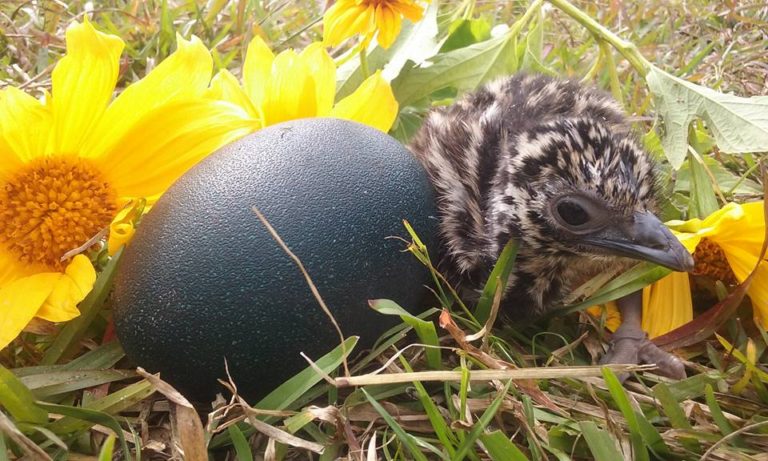 Emus – Stellar Game Birds, Poultry Waterfowl LLC