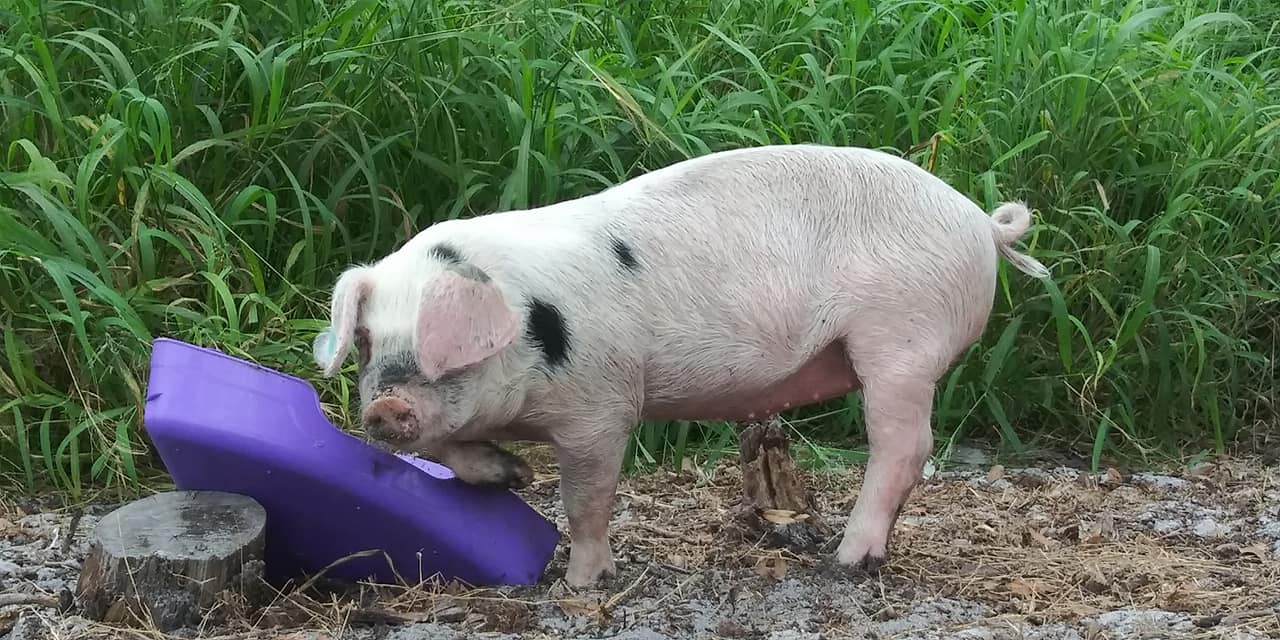 Gloucestershire Old Spot Pigs: Sustainable, Docile, and Perfect for ...