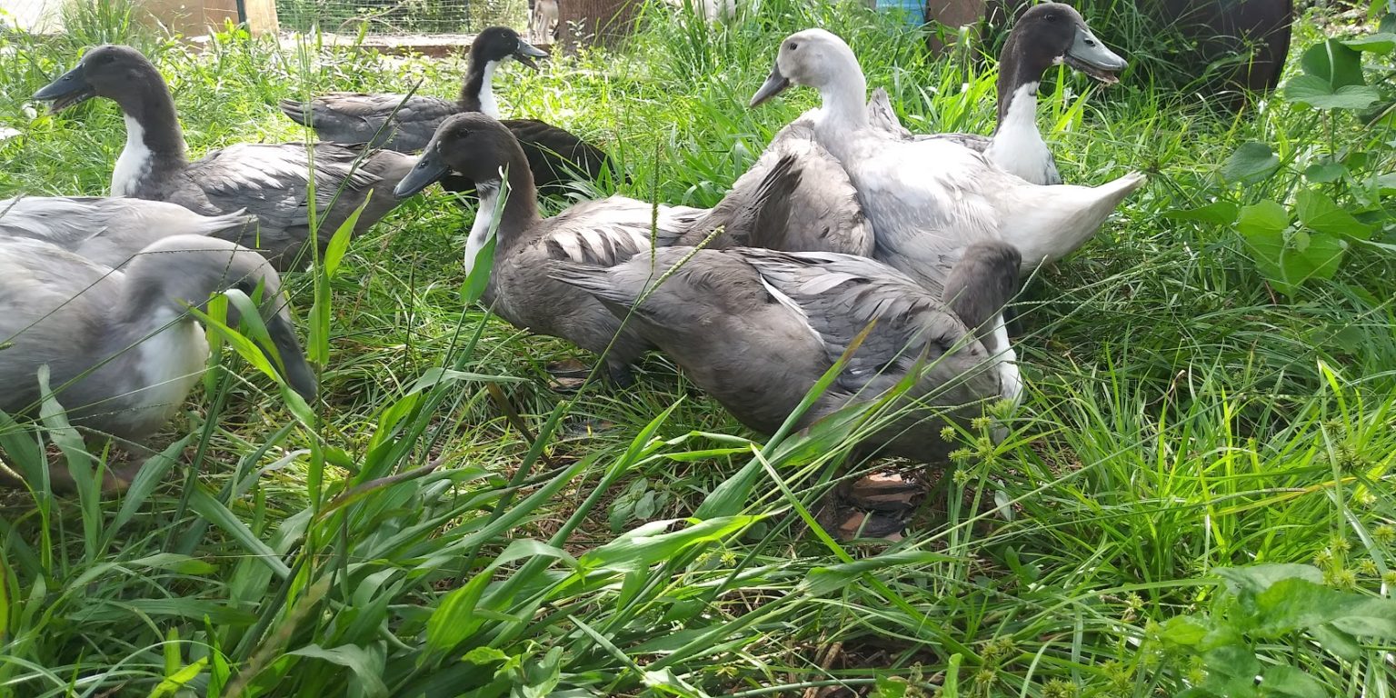 Swedish Ducks – Stellar Game Birds, Poultry Waterfowl LLC