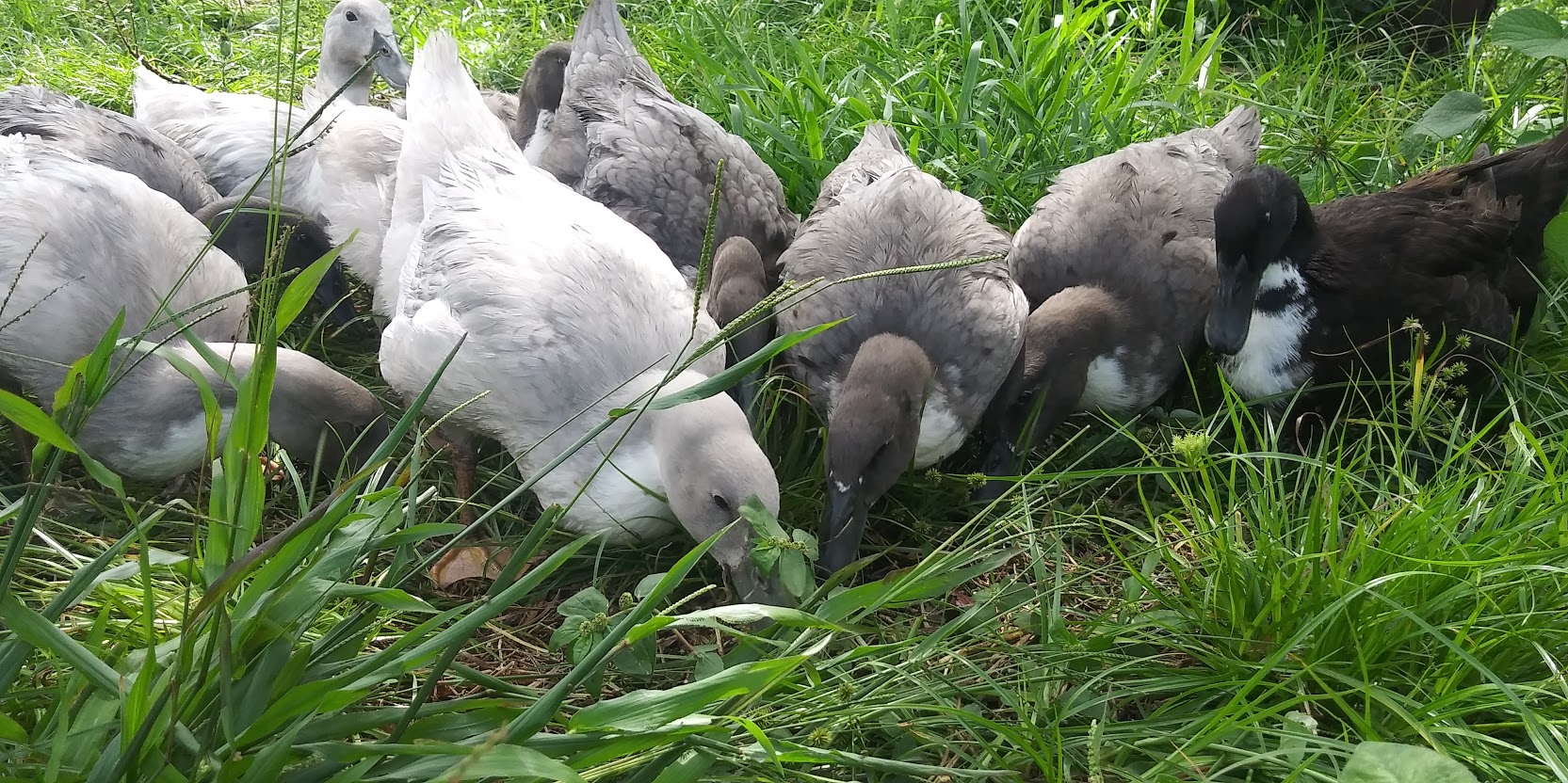 Swedish Ducks – Stellar Game Birds, Poultry Waterfowl LLC
