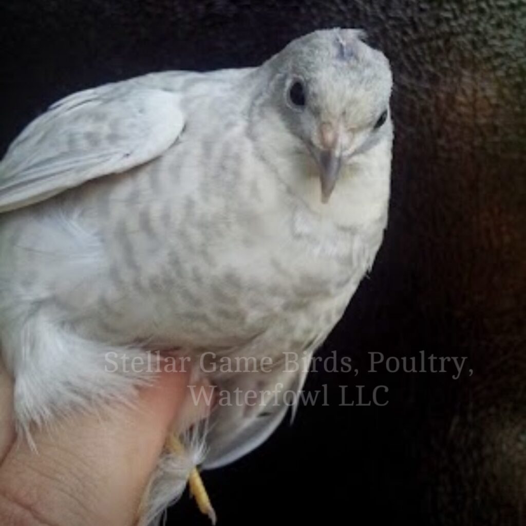 Button Quail – Stellar Game Birds, Poultry Waterfowl LLC