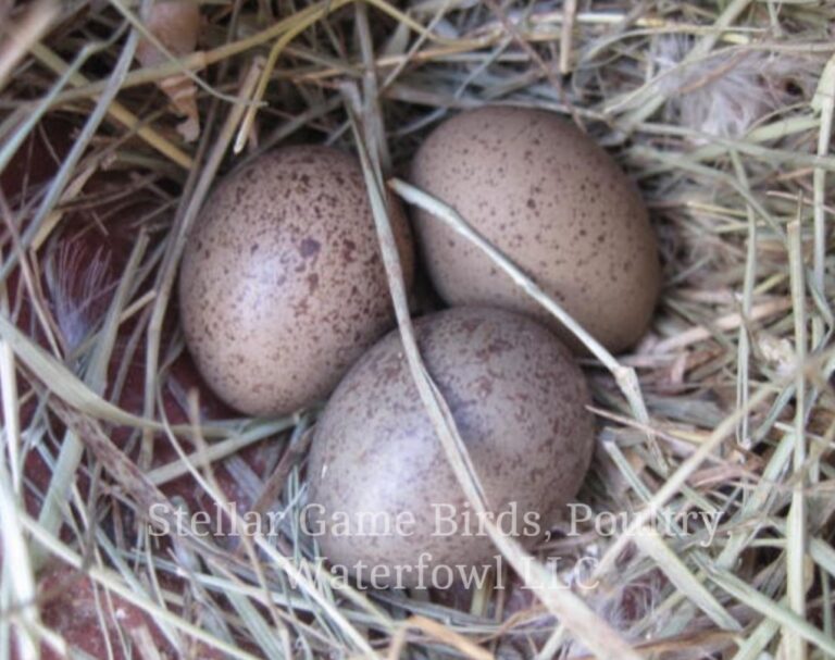 Button Quail – Stellar Game Birds, Poultry Waterfowl LLC
